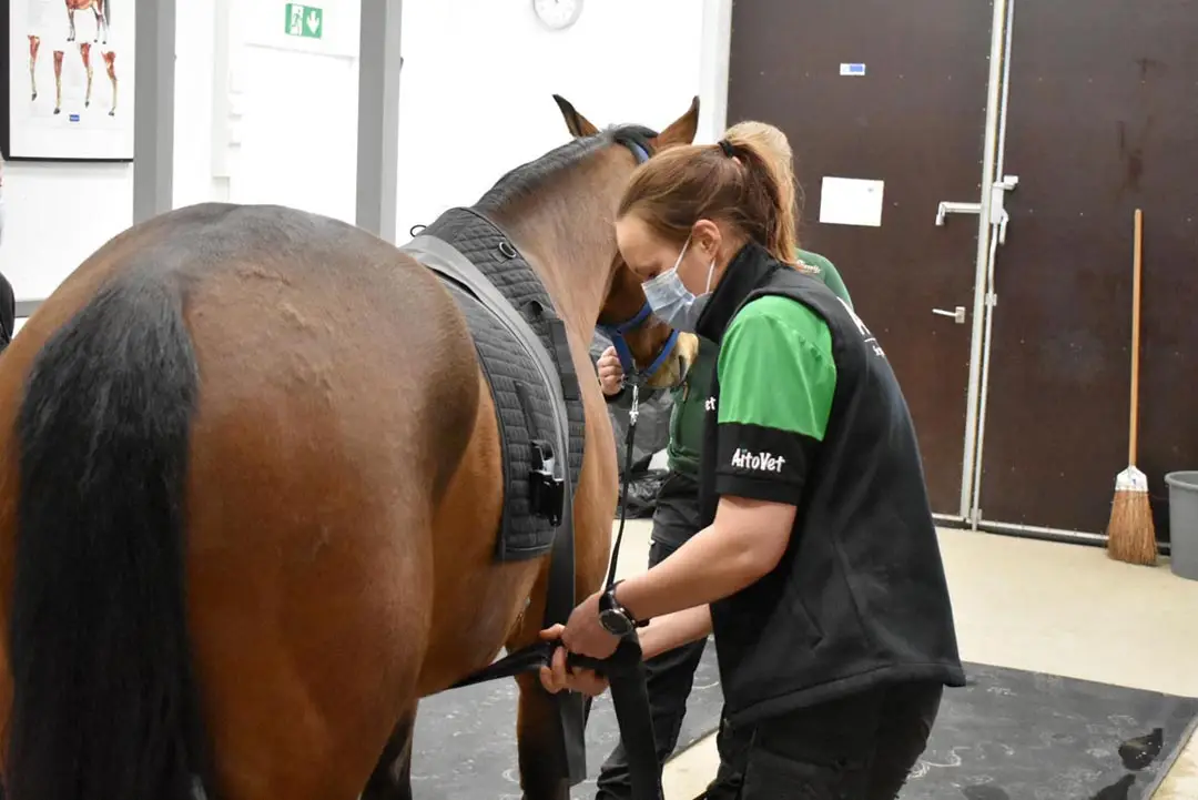 Vet Check - AitoVet